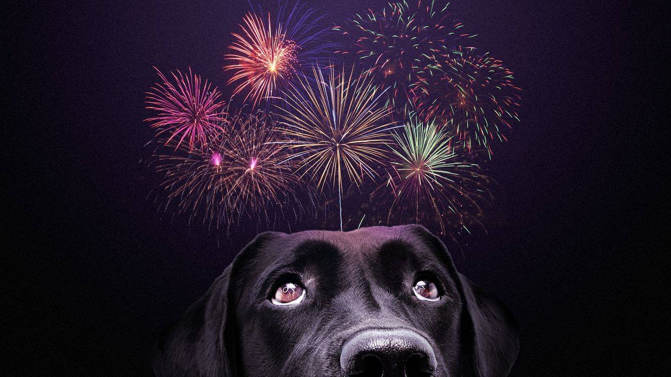 Fireworks tips for dogs - Axios Miami