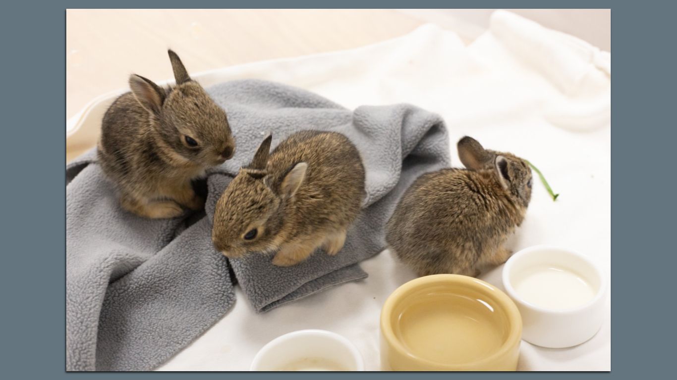 Baby bunnies rescued from zoo enclosure - Axios Boulder