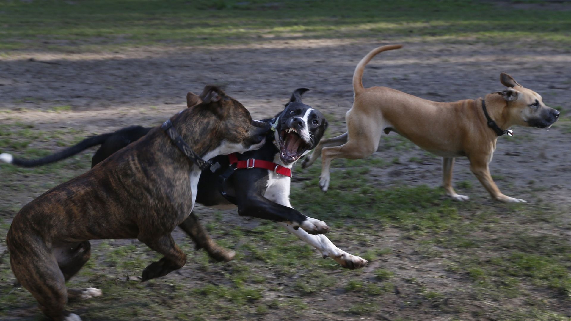Bellevue experiments with "pop-up" pooch parks this summer - Axios Seattle