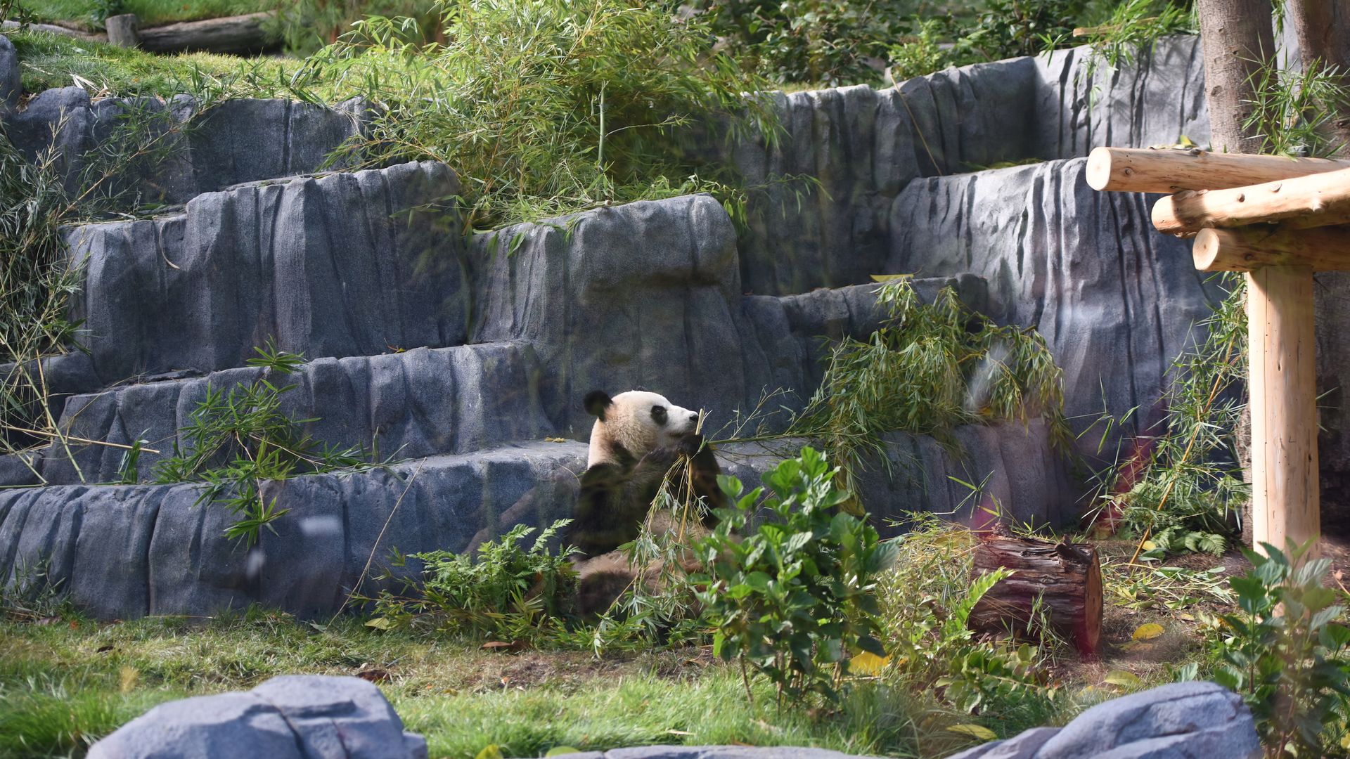 NYT investigation: Panda conservation efforts by China and U.S. zoos fall short - Axios San Diego