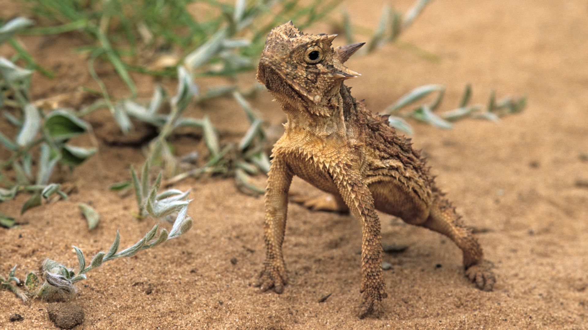 Vote for new Texas horned lizard license plate, benefit conservation ...