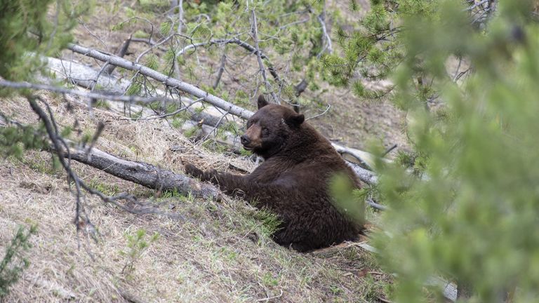 How to avoid black bears in Utah this summer - Axios Salt Lake City