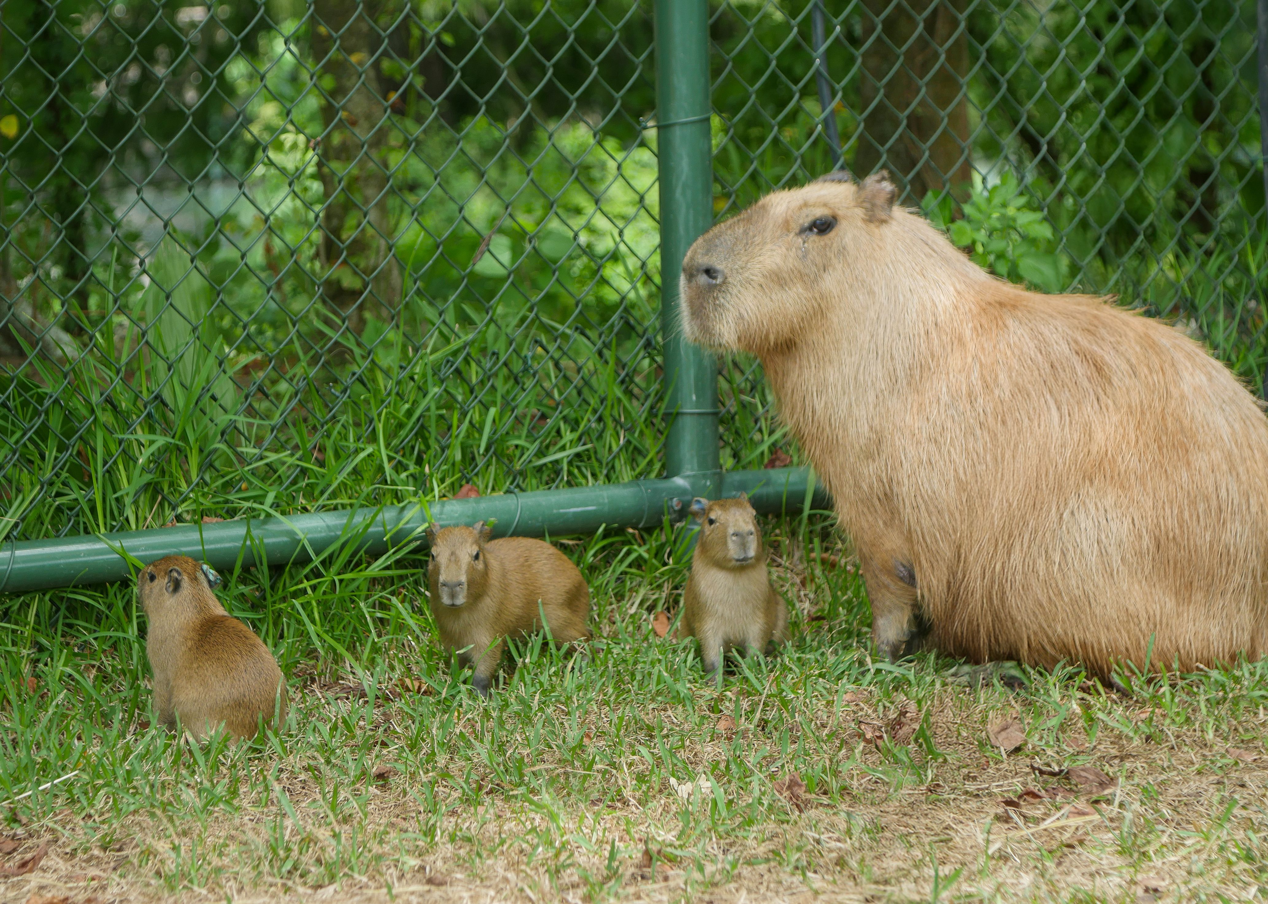 New capybara pups born at Audubon Zoo in New Orleans - Axios New Orleans