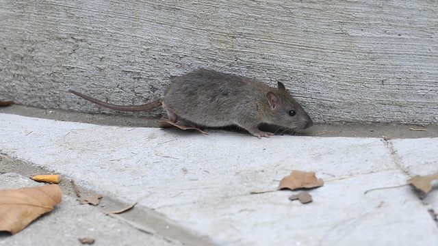 DC rat control uses birth control in new pilot program - Axios ...