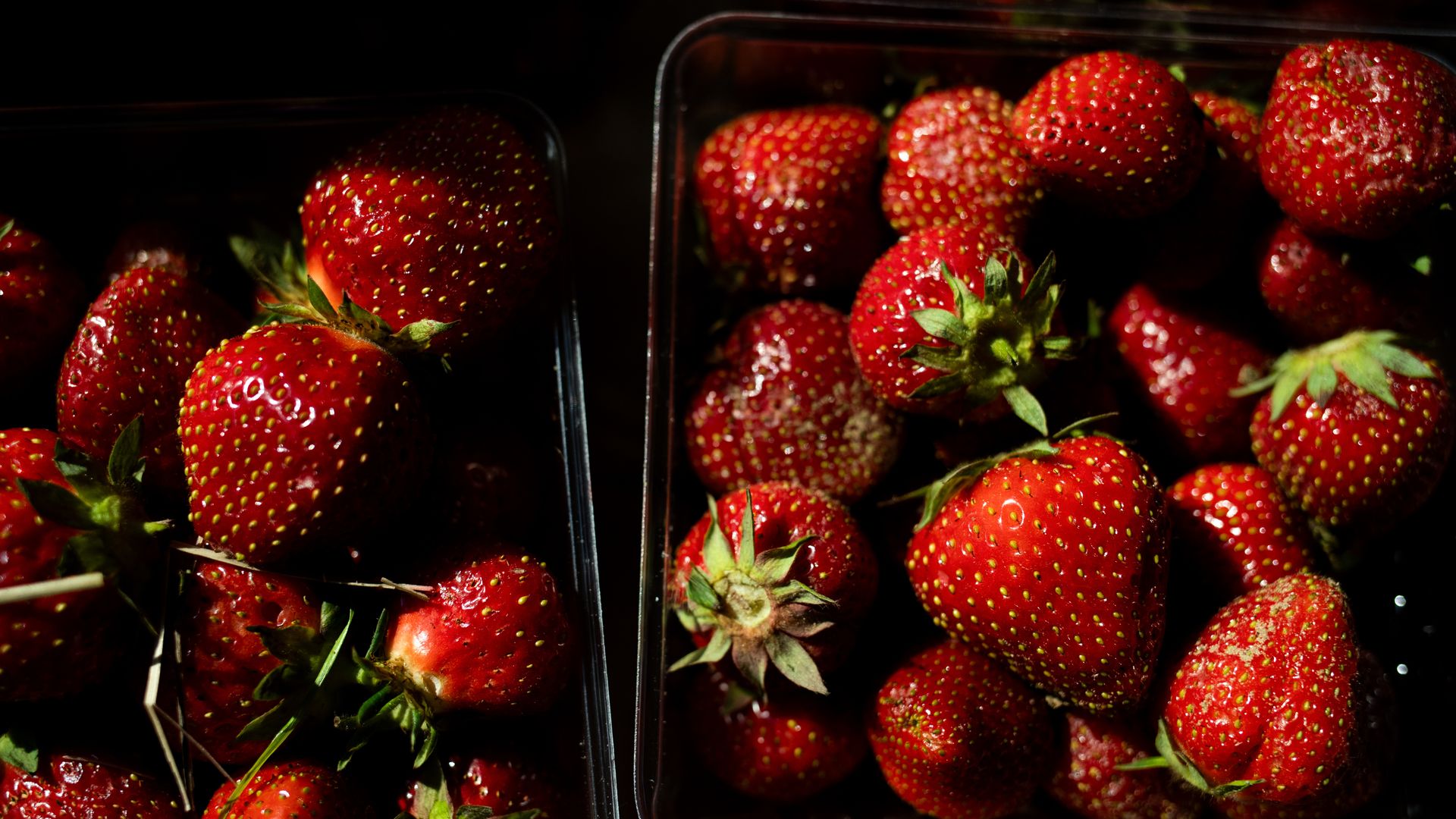 Last chance to pick Hood strawberries - Axios Portland