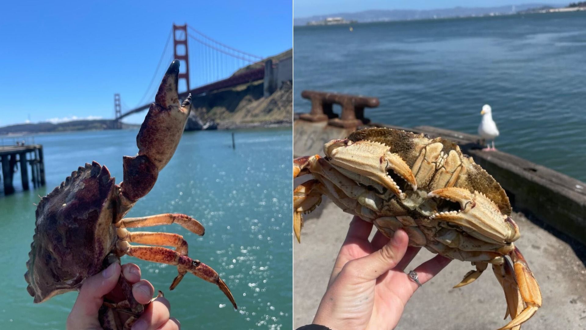 Where to go crabbing near San Francisco right now - Axios San Francisco