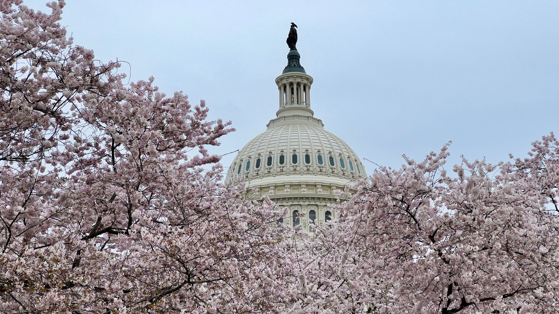 Warm weather means fake spring has arrived in D.C. - Axios Washington D.C.