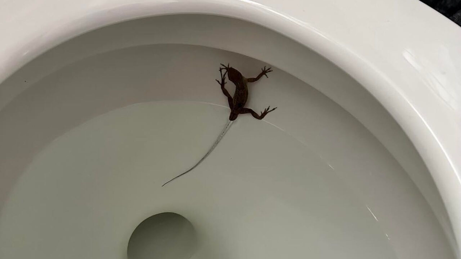 Lizards are common in New Orleans, but I've never found one in my ...