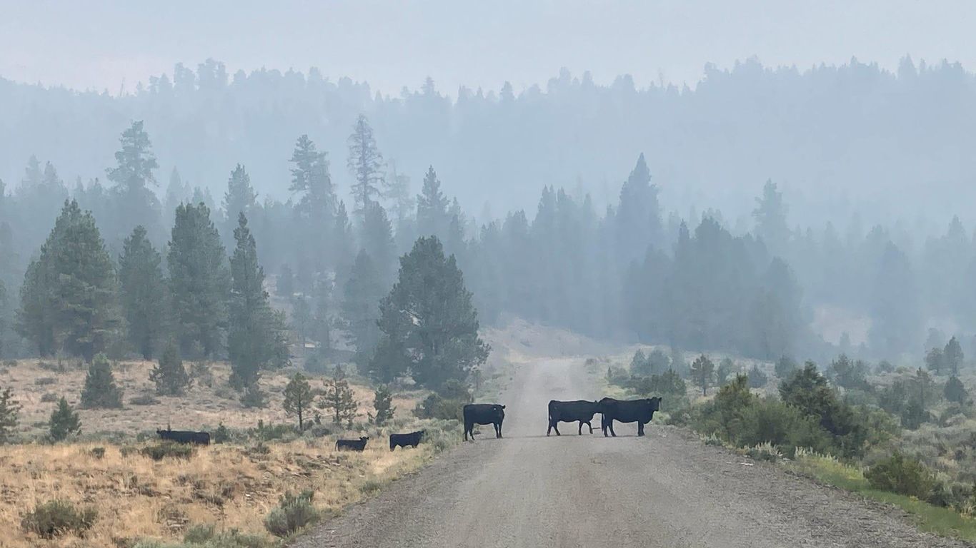 Oregon's record-breaking wildfires leave cattle ranchers with tough ...