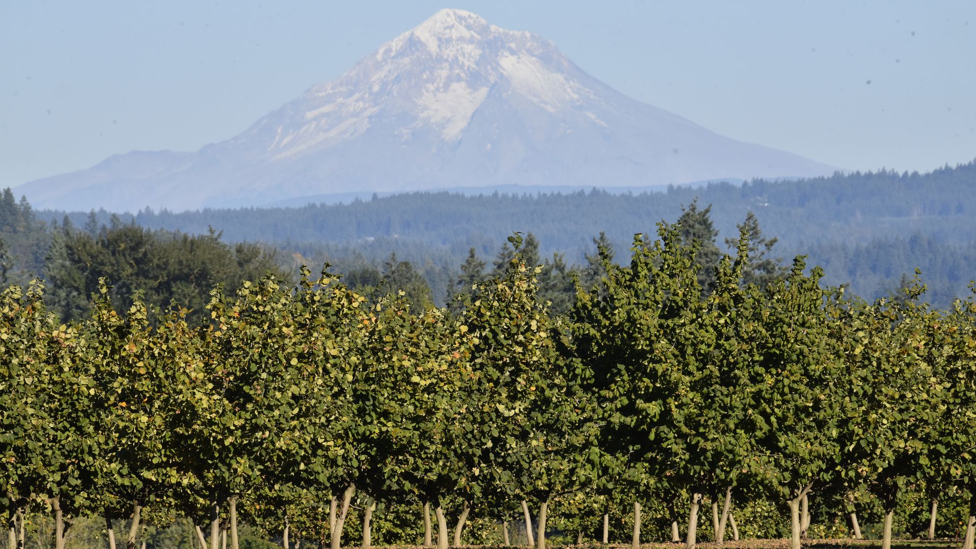 Oregon's hazelnut industry sees new growth - Axios Portland