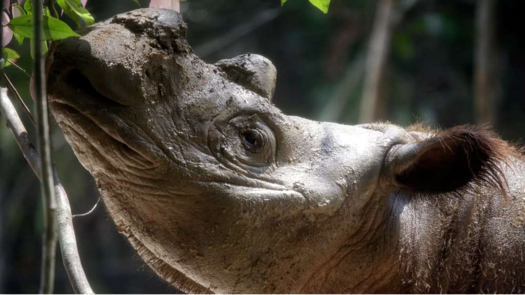 Rhino nearing extinction first had trouble in the Ice Age