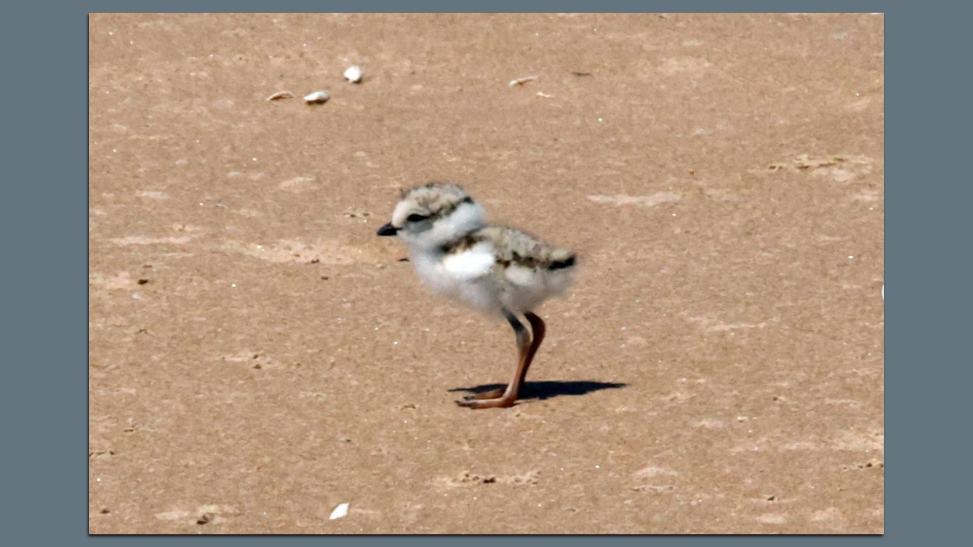 Montrose Beach piping plover chicks named El, Bean and Ferris - Axios ...