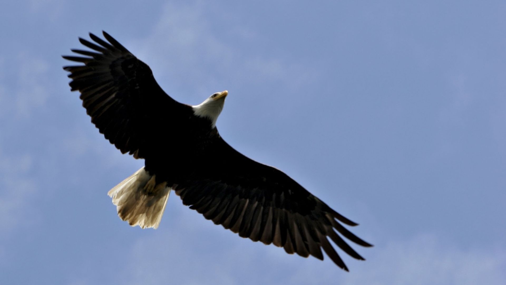 Bald eagle migration - Axios Portland