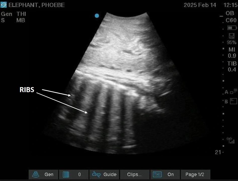 Breeding breakthrough: Two Columbus Zoo elephants pregnant at same time ...