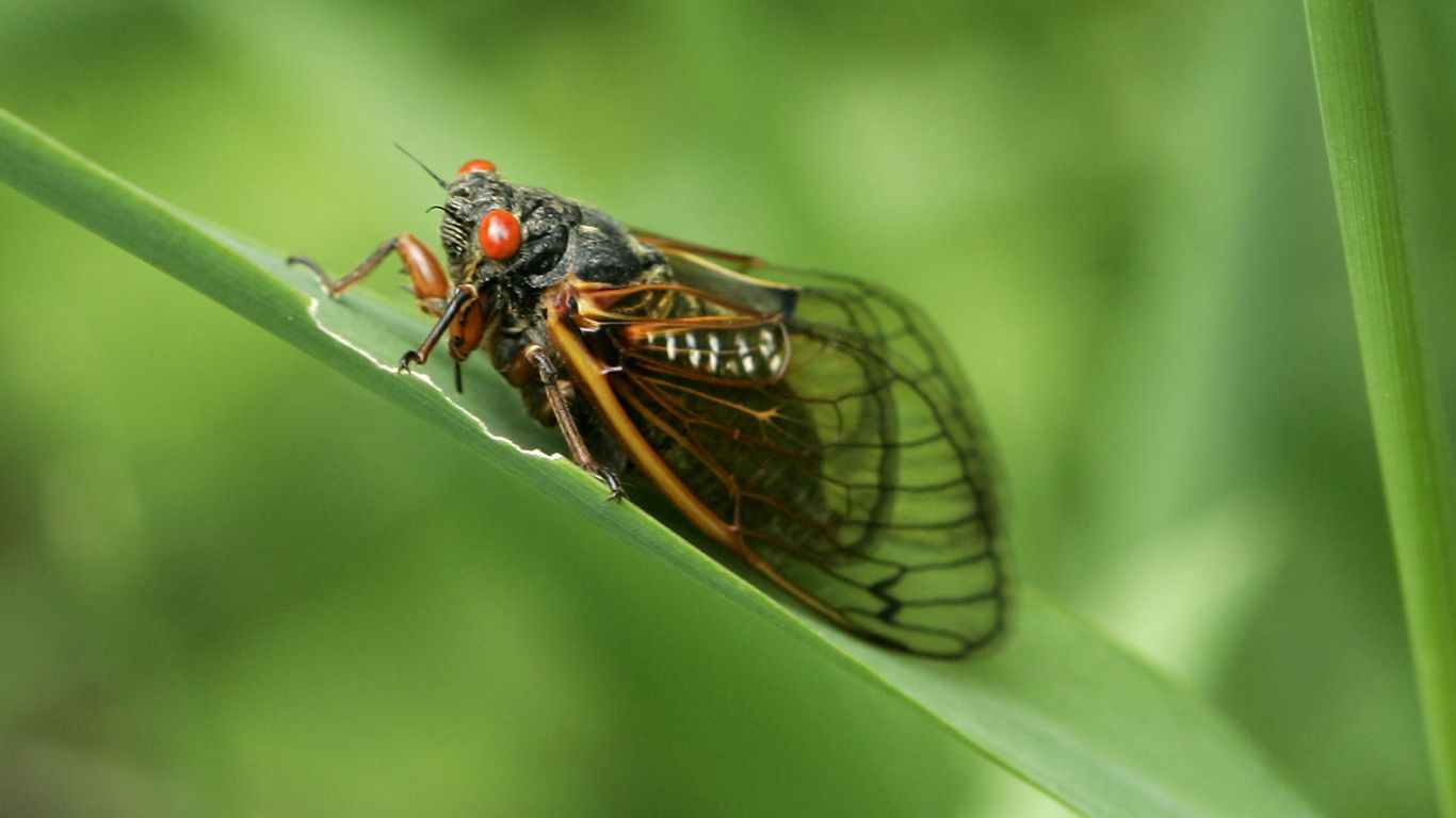 Rare cicada co-emergence could be big bug blowout for Chicago - Axios ...