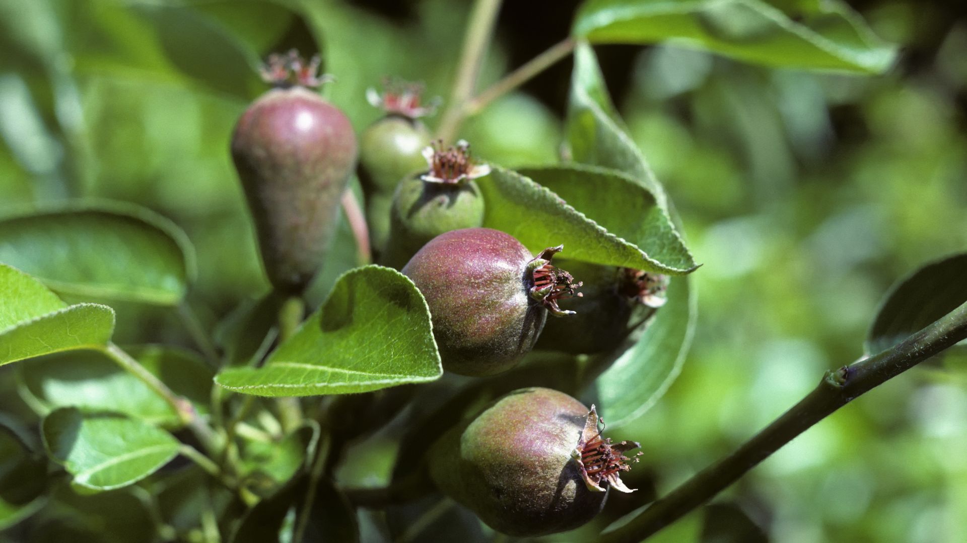 How to pick fruit trees for Seattle and the Pacific Northwest - Axios ...