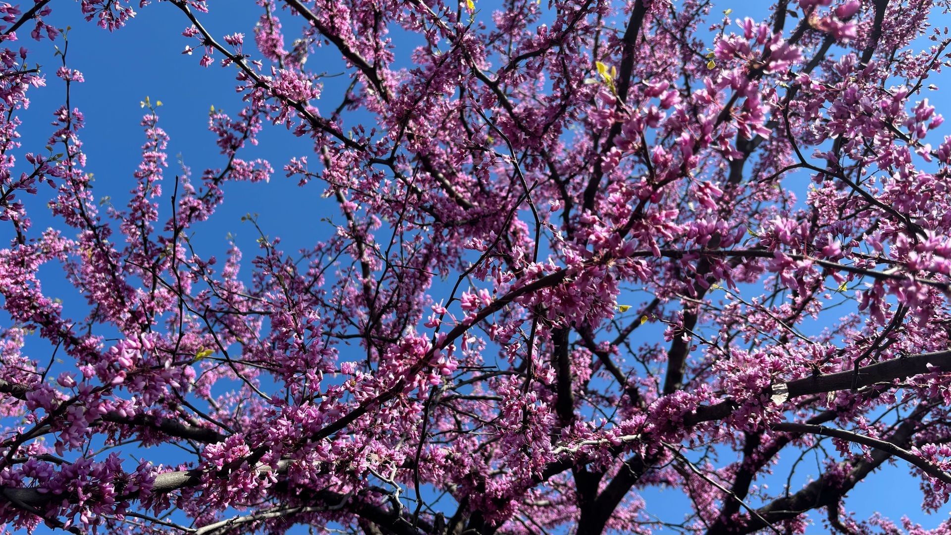 Where to see Pittsburgh's redbuds - Axios Pittsburgh