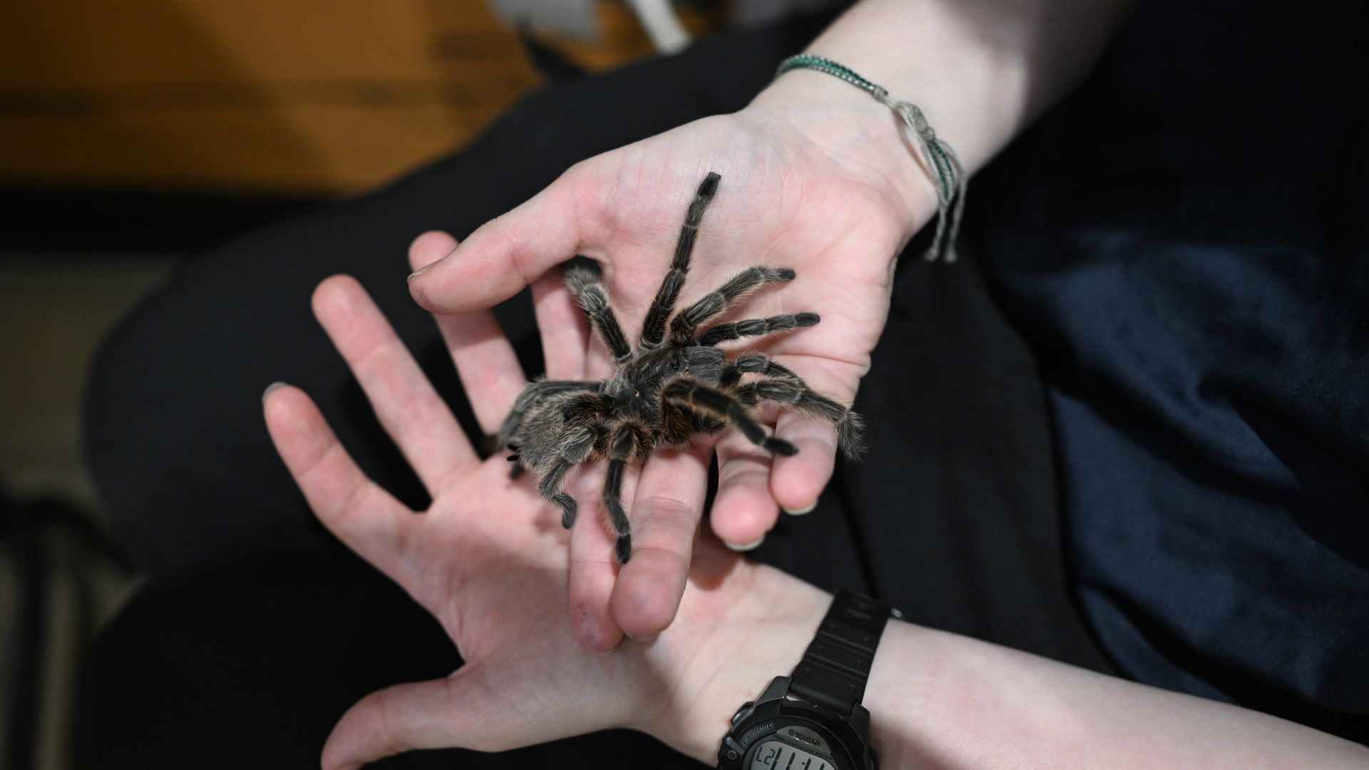 Butterfly Pavilion to retire Rosie the tarantula - Axios Boulder