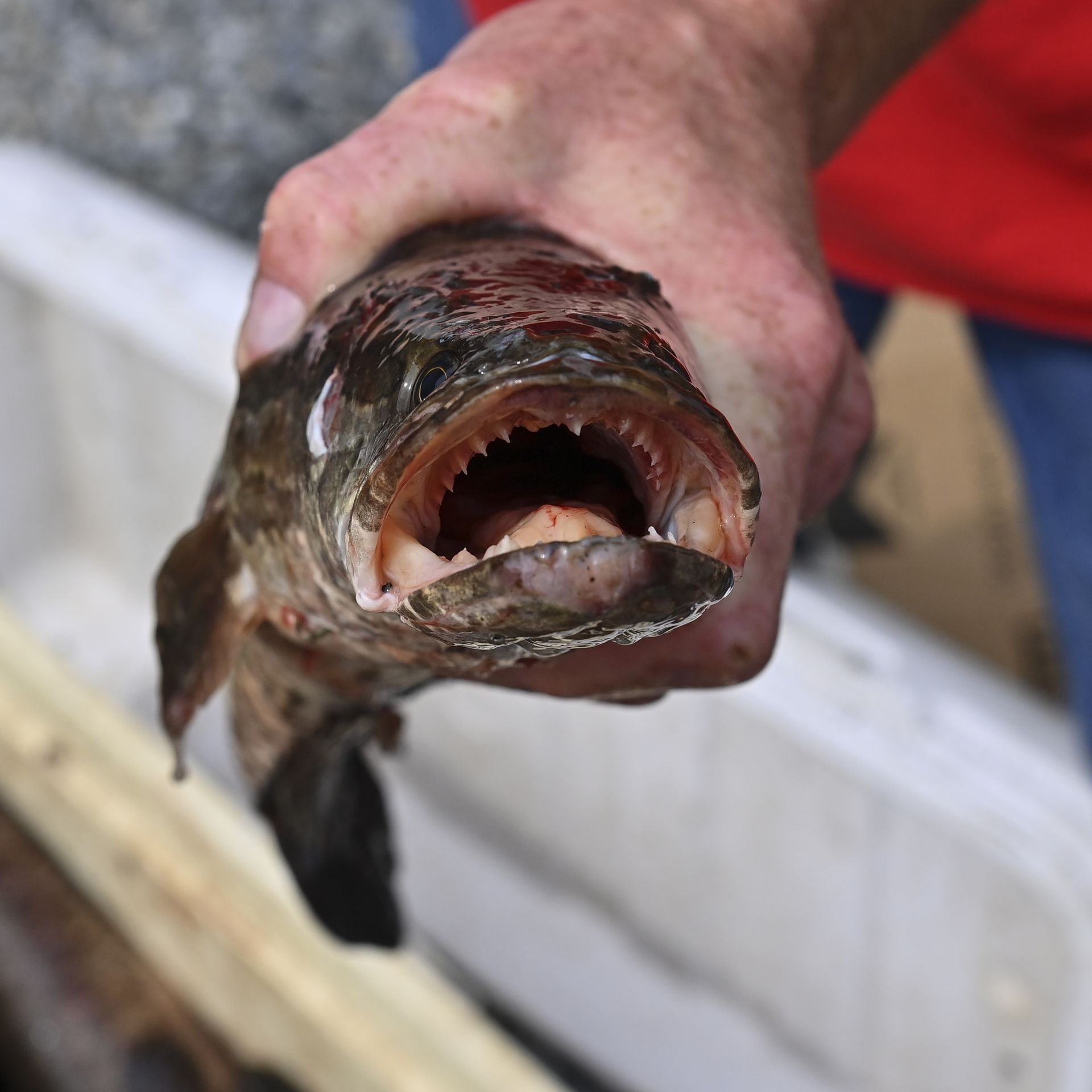 snakehead fish teeth