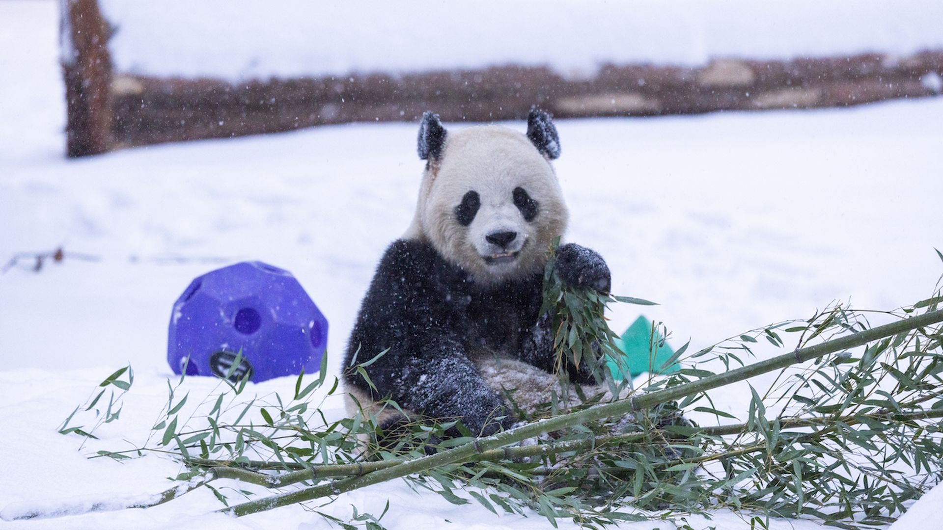 Things to do in DC this weekend: Giant pandas at National Zoo, Monster ...