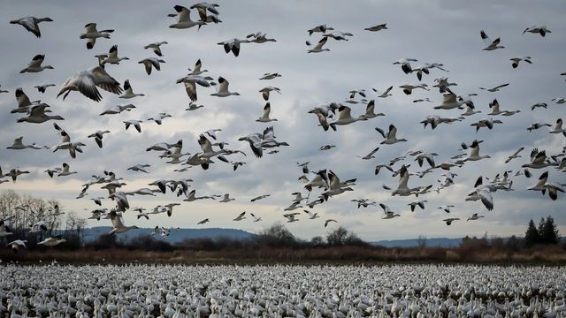 Best birding days are here for Seattle - Axios Seattle