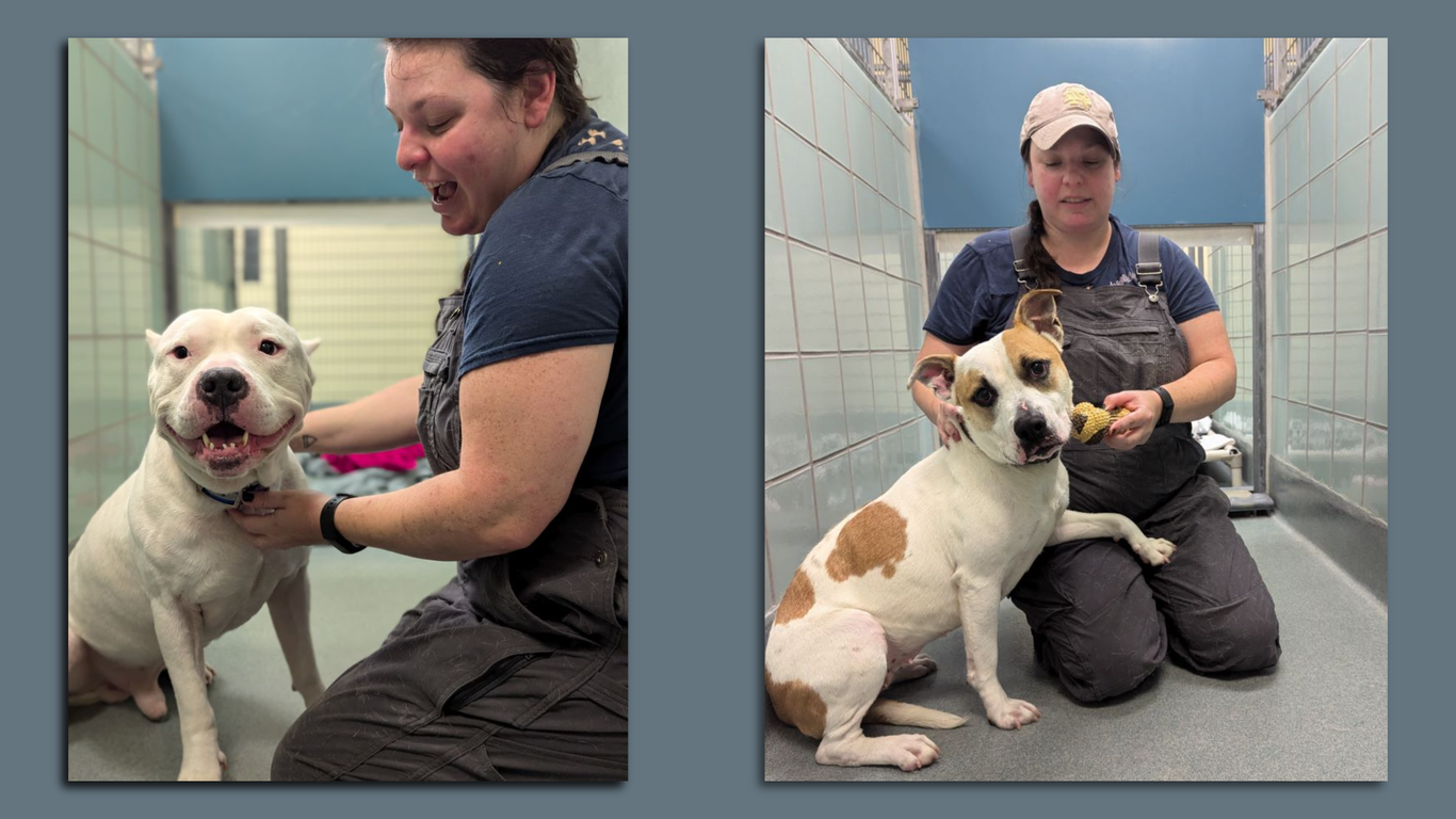 Virginia shelters save North Carolina pets from Hurricane Helene floods ...