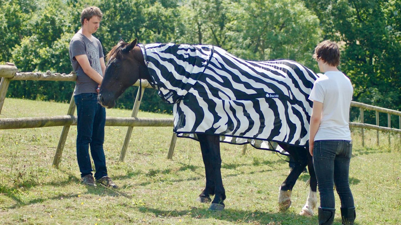 Zebra stripes confuse biting flies Zebra stripes confuse biting flies