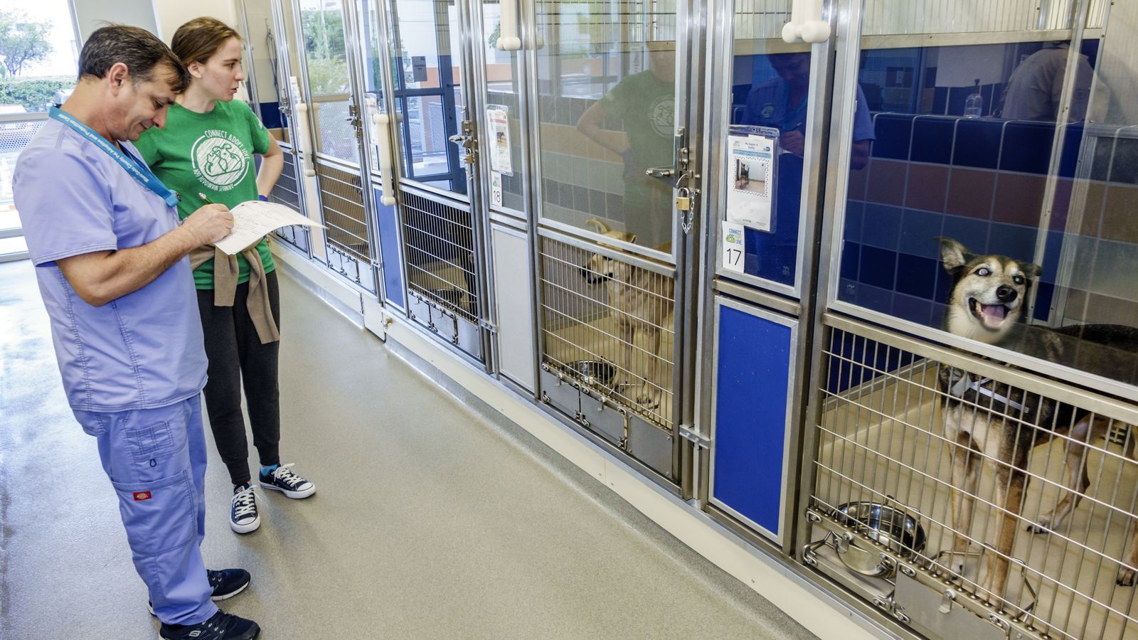 Tax-funded Miami-Dade Animal Services is over capacity - Axios Miami