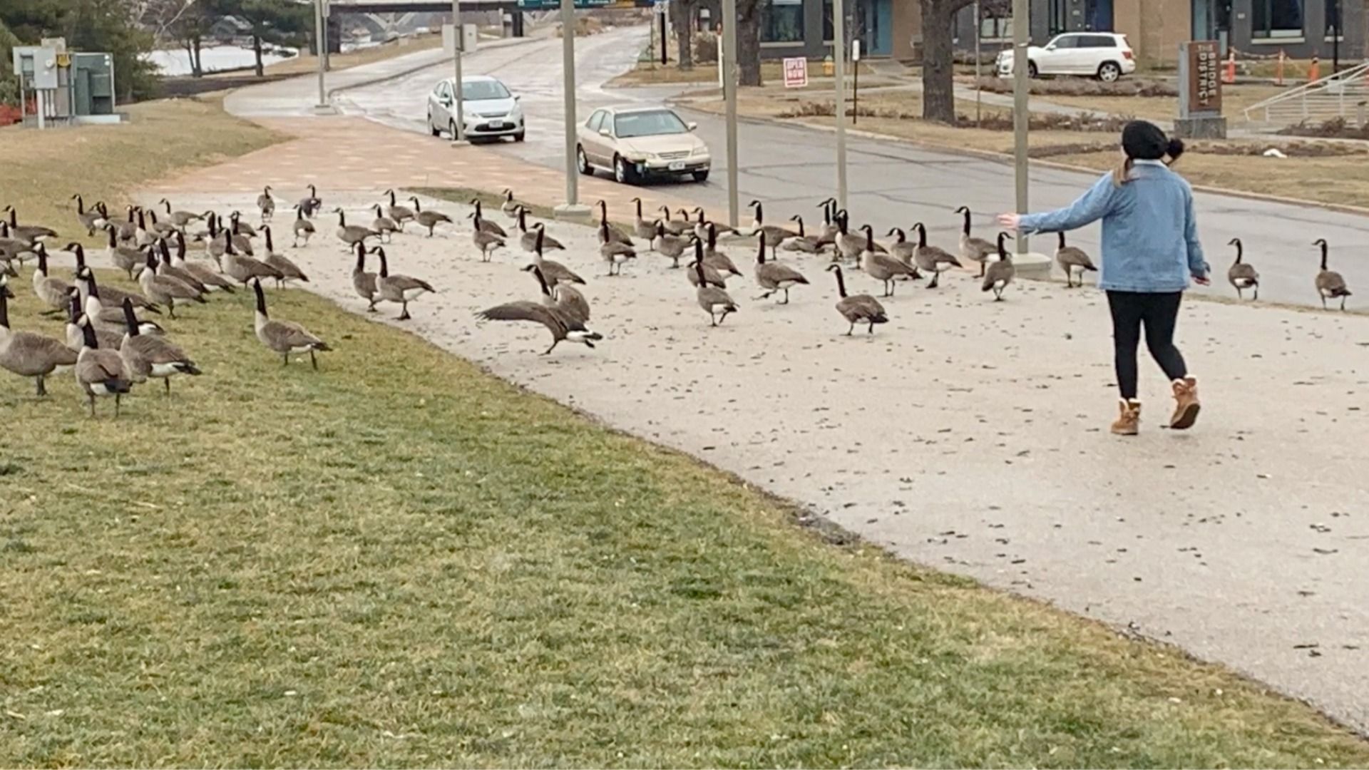 Meet Urbandale's unique goose chaser - Axios Des Moines