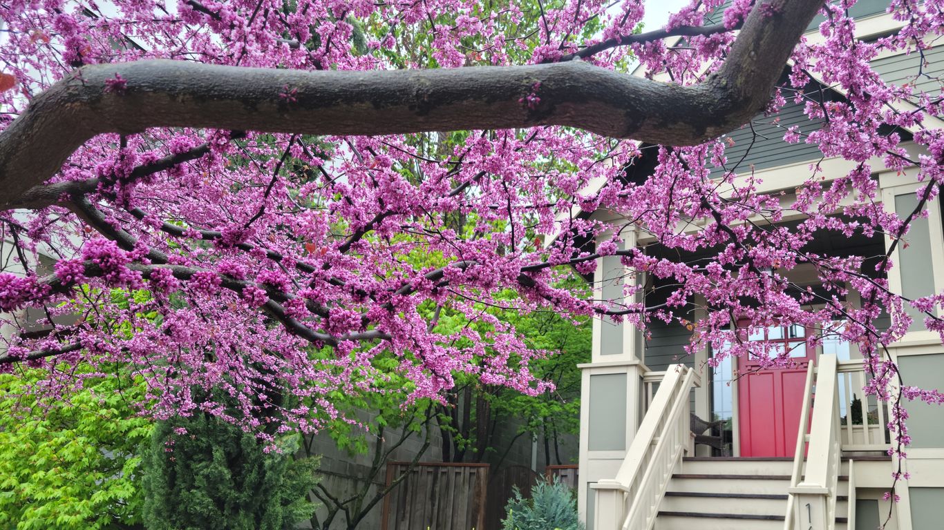 1 photo to go: Spring in your neighborhood - Axios Portland