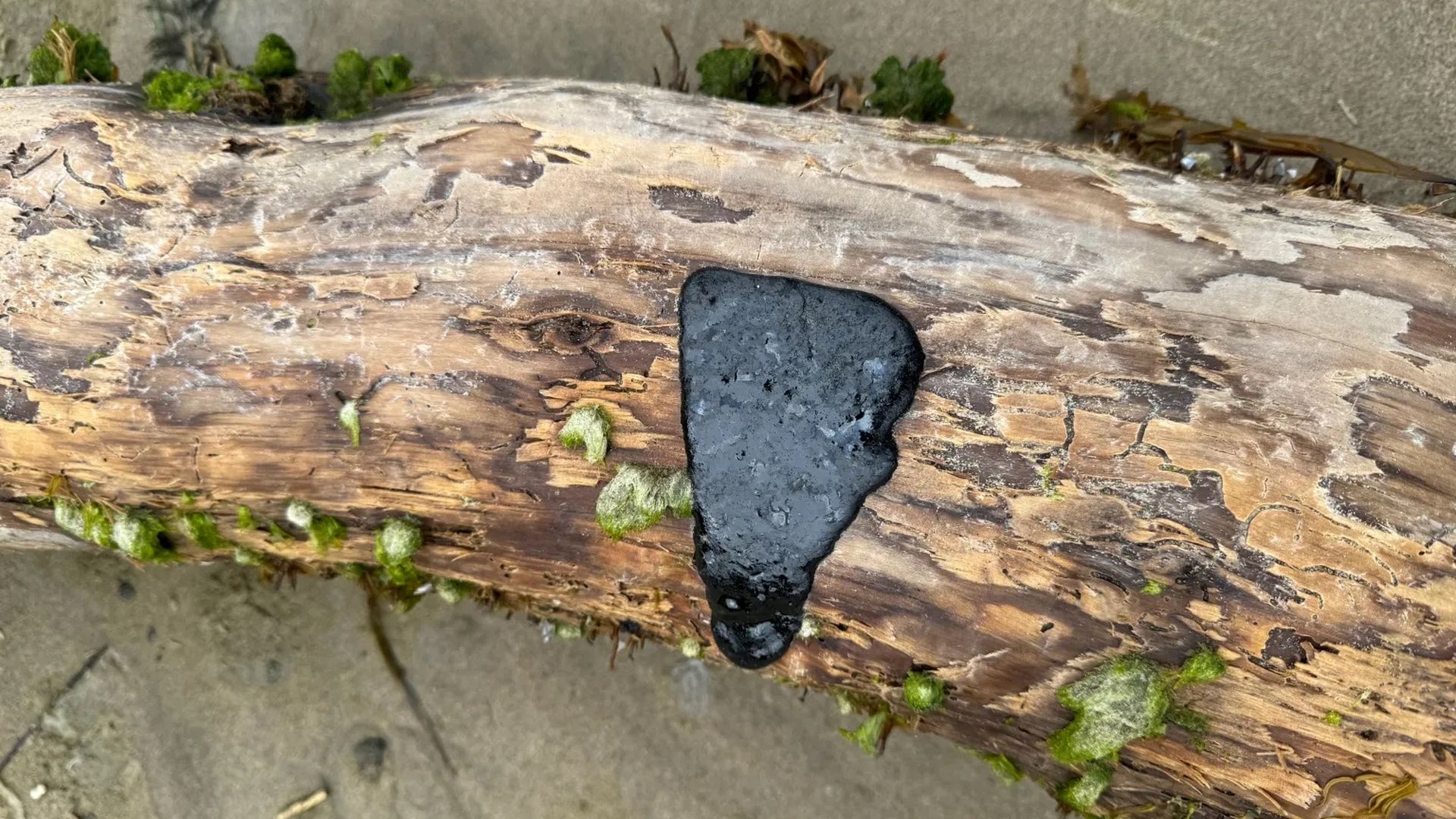 Pacific Northwest beaches plagued by tar balls, perplexing officials ...