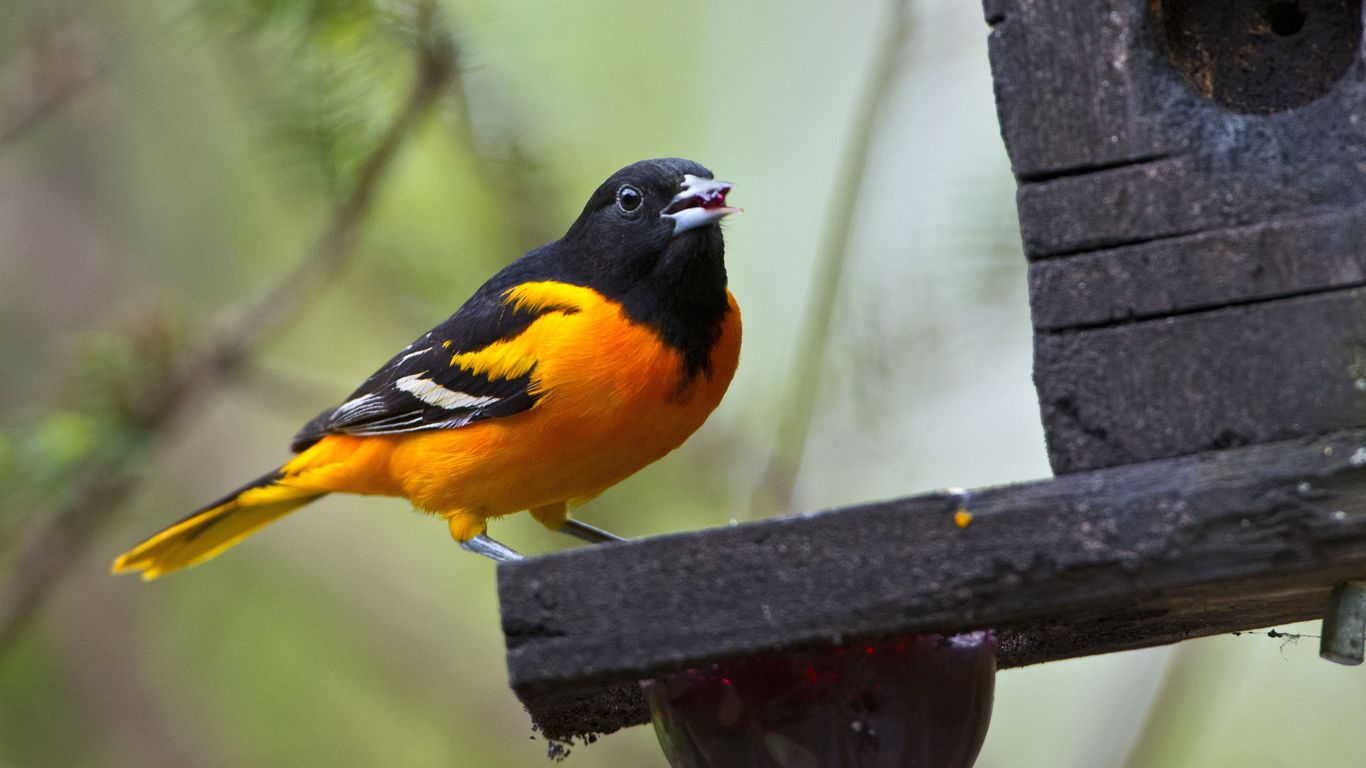 Which birds fly through Central Texas as they migrate south - Axios Austin