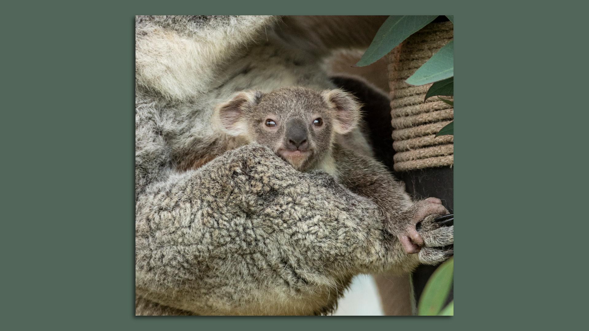 Baby koala leaves the pouch - Axios San Diego