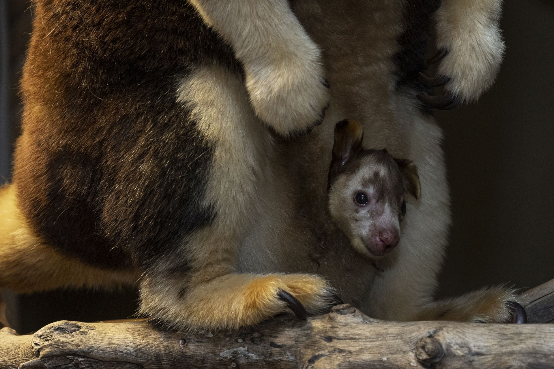 Photos: Cute baby animals at the San Diego Zoo - Axios San Diego