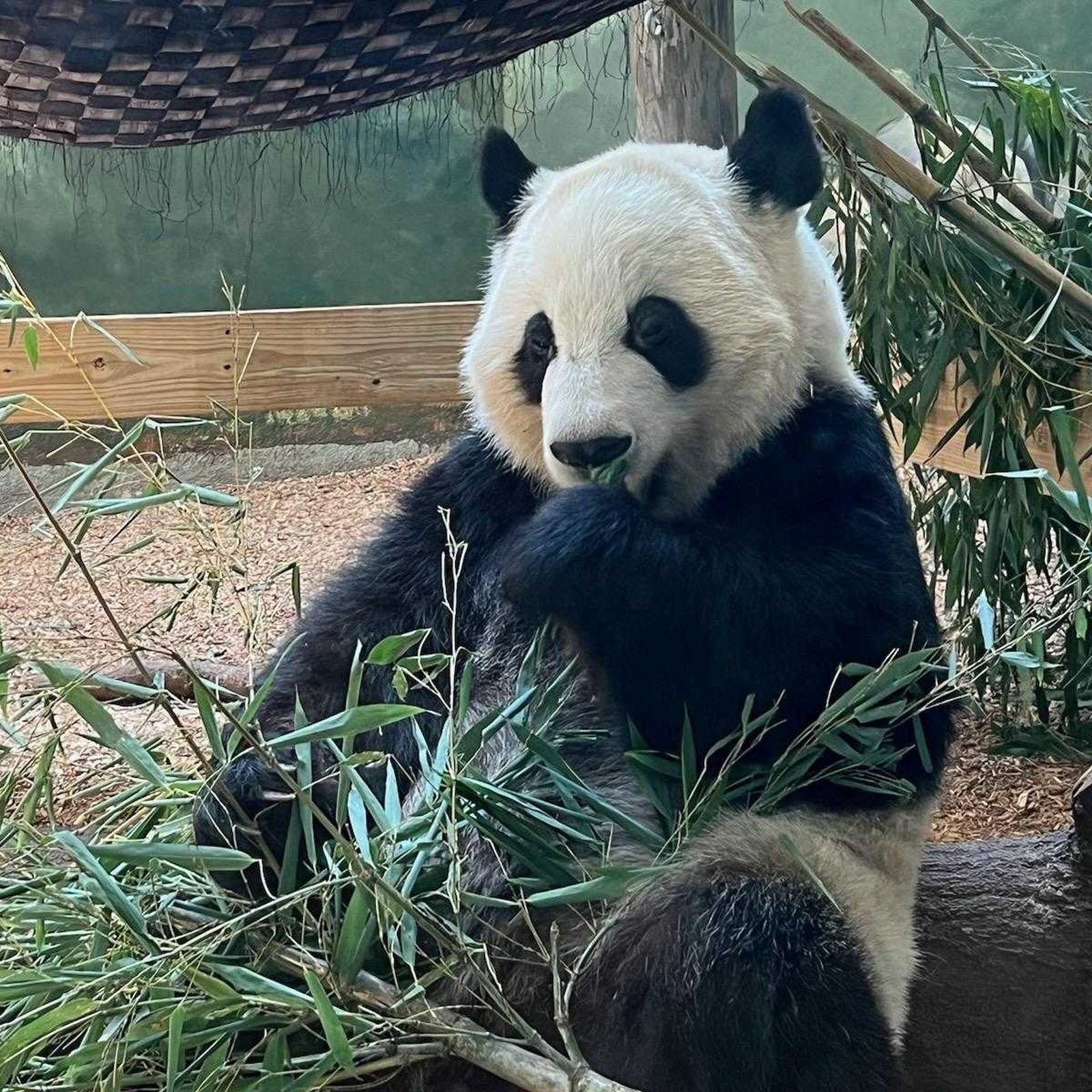 Endangered Panda Bears