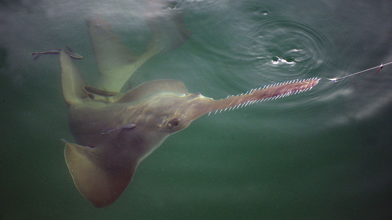 South Florida sawfish die-off hits Tampa Bay - Axios Tampa Bay