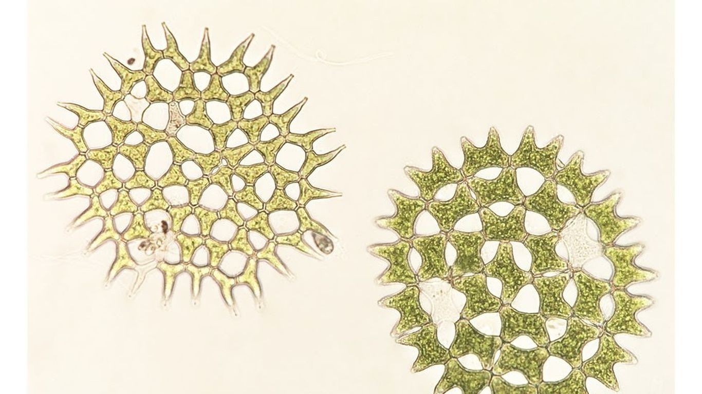 The extraordinary lives of single cells