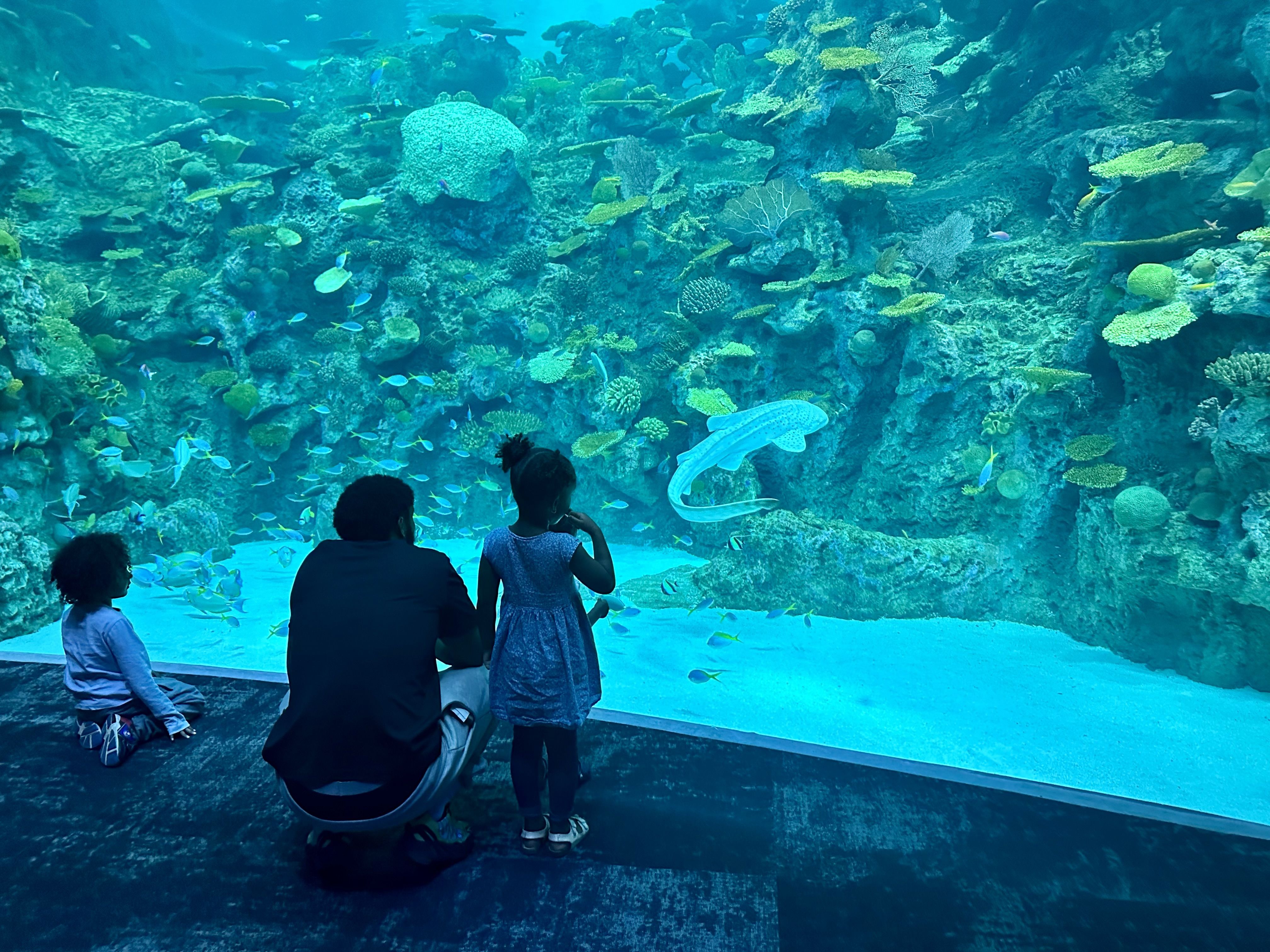 See inside Seattle Aquarium's Ocean Pavilion that just opened - Axios ...