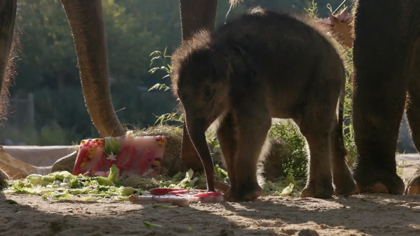 Fort Worth Zoo's youngest elephant named Lady Bird - Axios Dallas