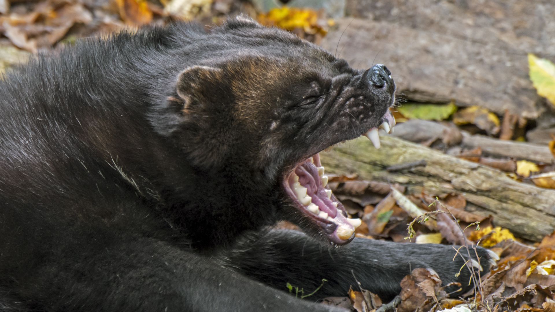 U.S. lists wolverines as a threatened species in the Lower 48