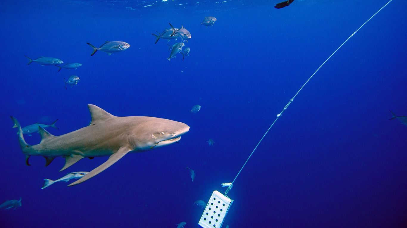 National Geographic's SharkFest features FIU professor - Axios Miami