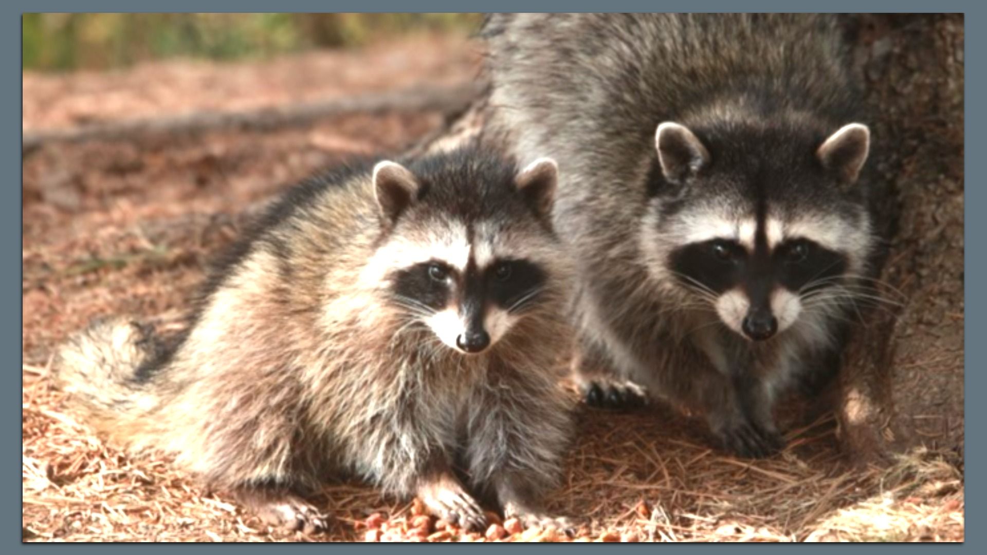 How evolution is changing raccoons — one trash bin at a time - Axios ...