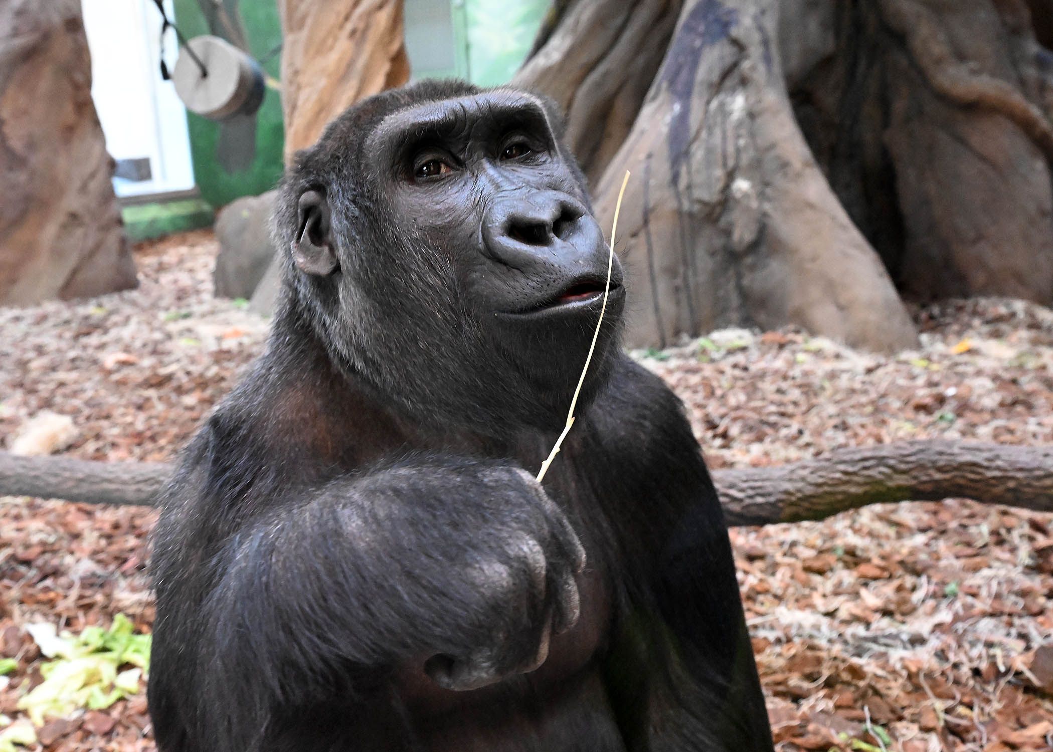 Brookfield Zoo prepares gorillas for new $66M habitat - Axios Chicago