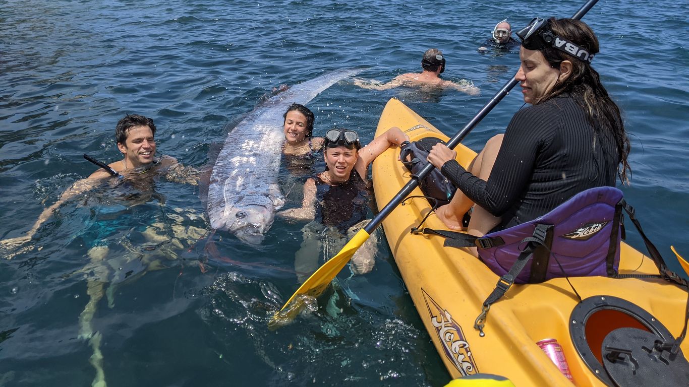 Oarfish, a rare 'doomsday' fish, found in La Jolla - Axios San Diego