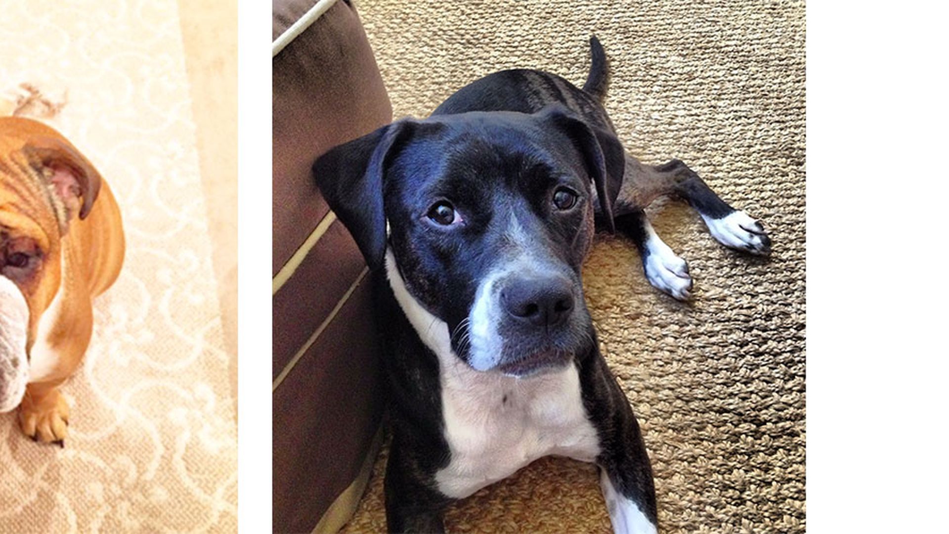 Meet Jordan T. McGee’s dogs, Ellie Mae and Georgia - Axios Charlotte