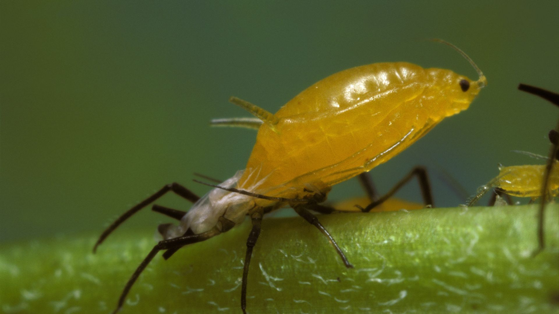 Aphid secretion coats Austin - Axios Austin