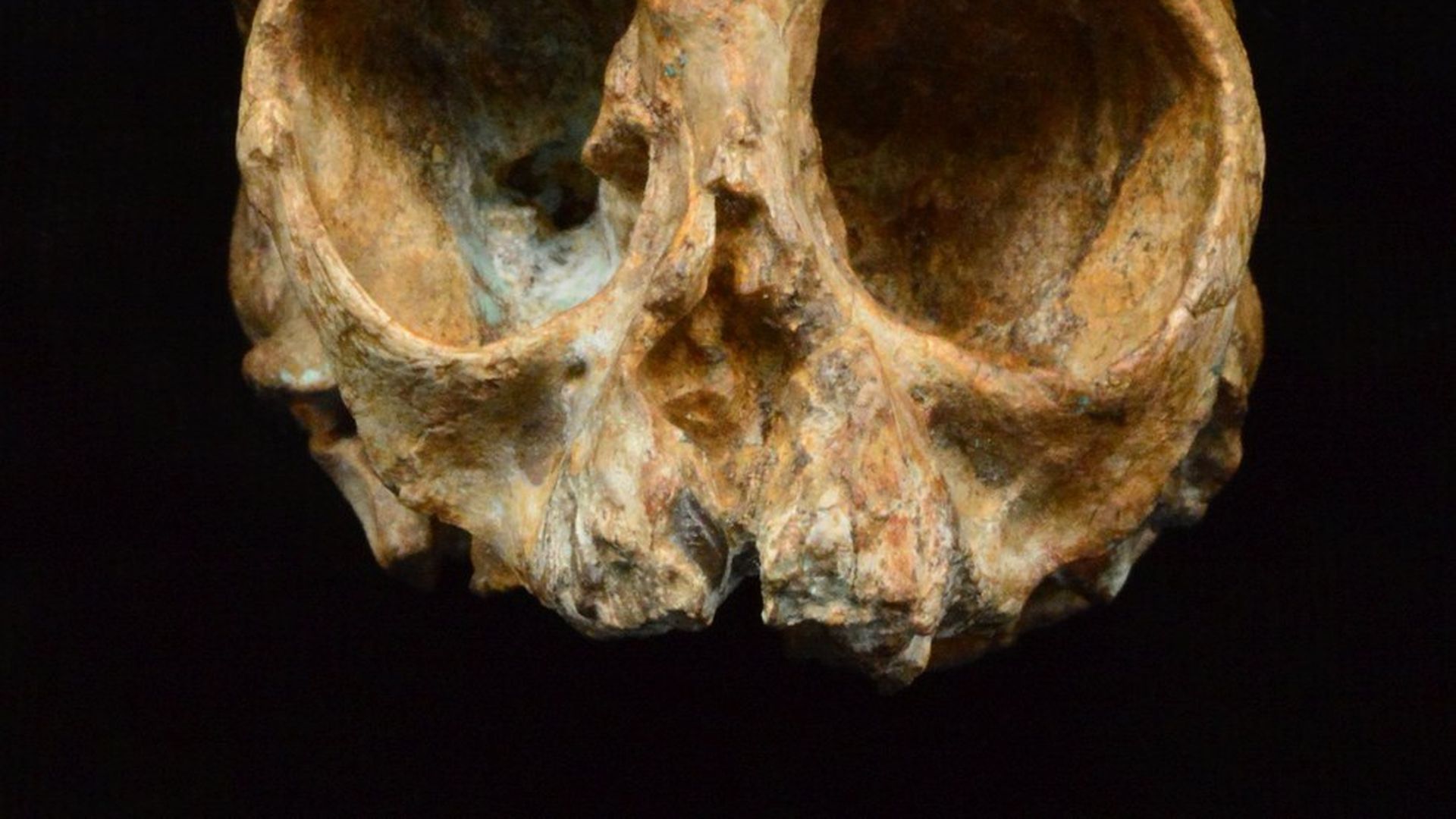 Scientists find a new candidate for the ancestor of all apes — that ...