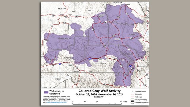 What's next for Colorado's wild wolves - Axios Denver