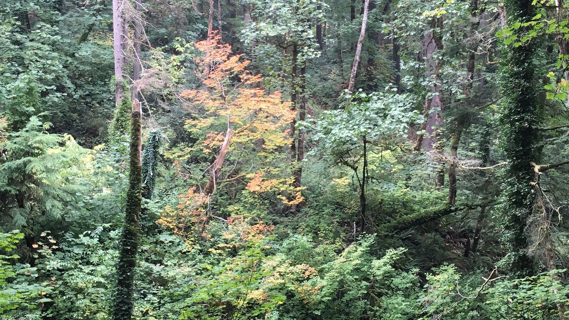 3 off-the-beaten-track trails near Portland - Axios Portland