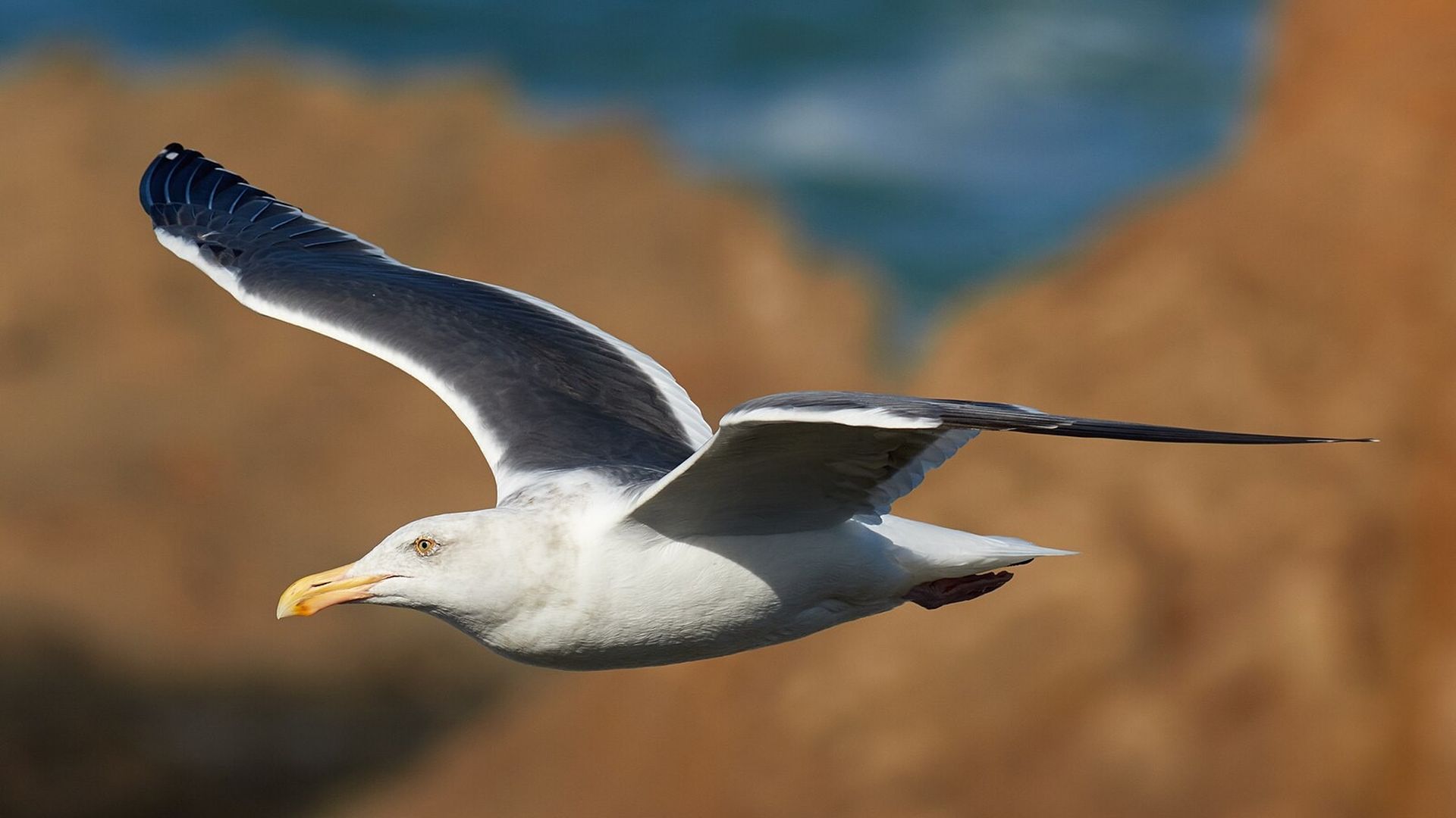 This seagull hitched an 80-mile truck ride to find food - Axios San ...